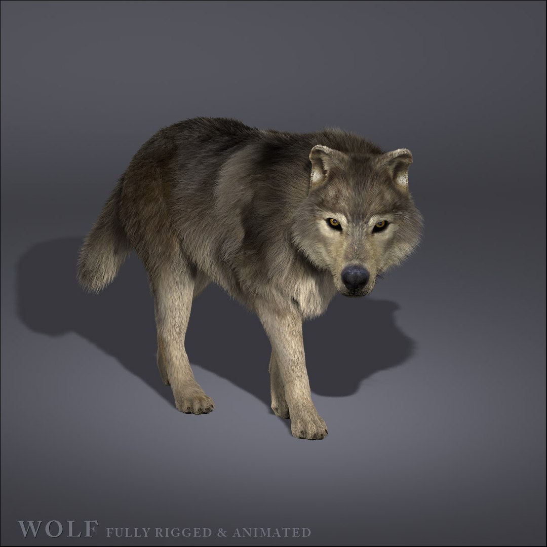 Fur Animation Wolf 3d Model