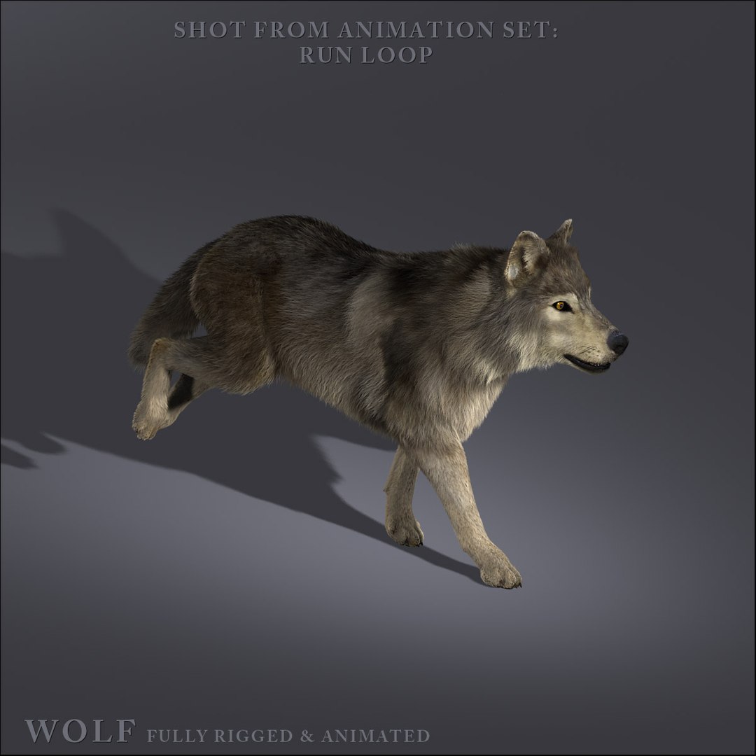 Fur Animation Wolf 3d Model