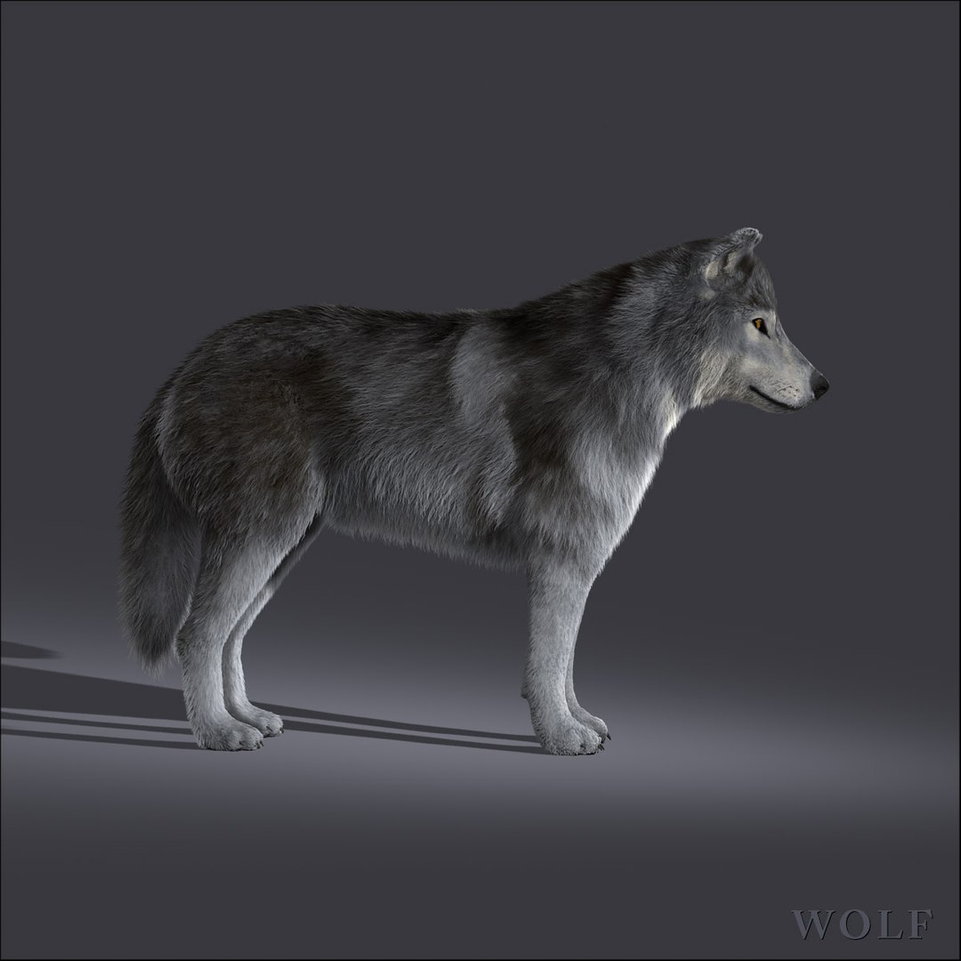 Fur Animation Wolf 3d Model