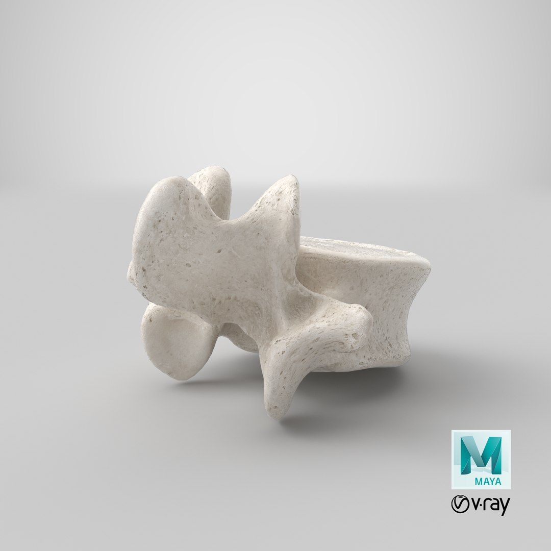 Lumbar Vertebrae L1 L5 Model - TurboSquid 1600272