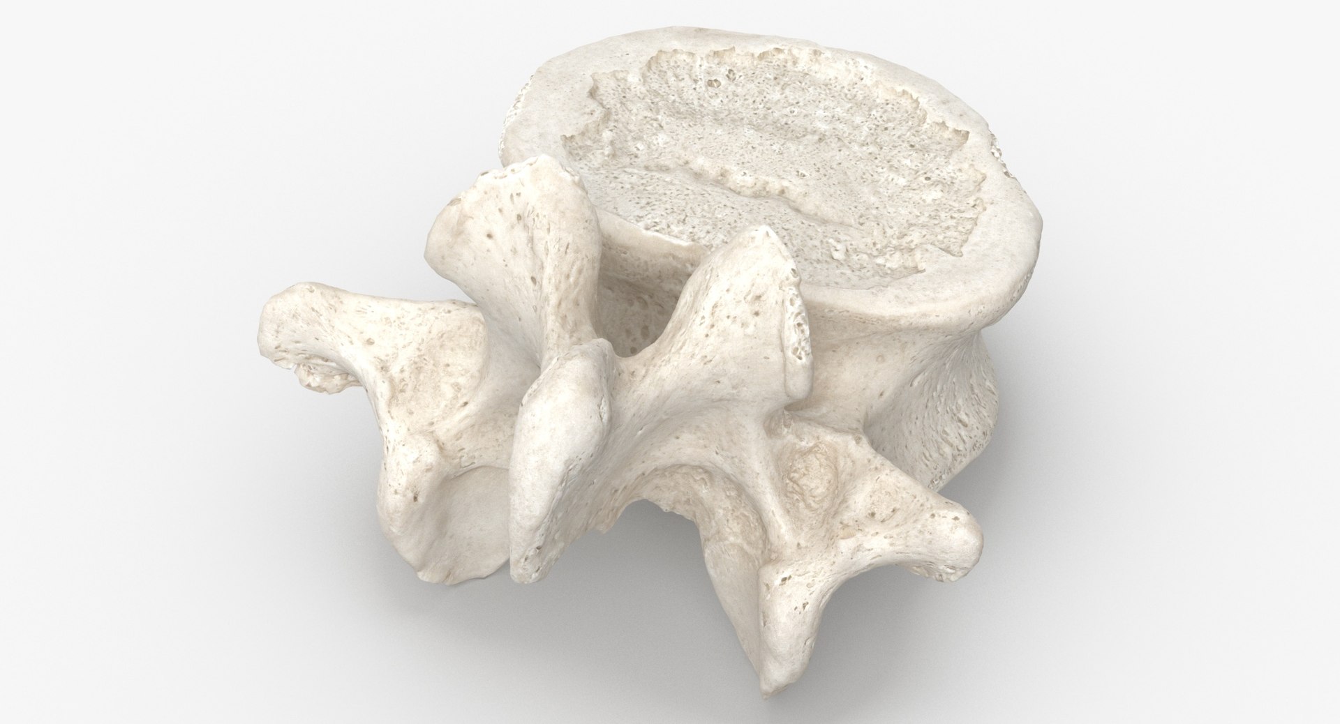 Lumbar Vertebrae L1 L5 Model - TurboSquid 1600272