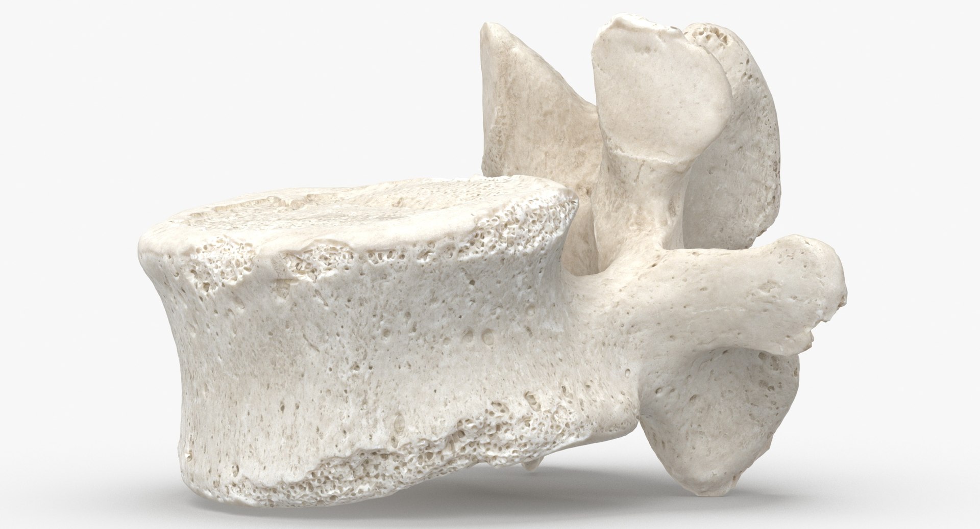 Lumbar Vertebrae L1 L5 Model - TurboSquid 1600272