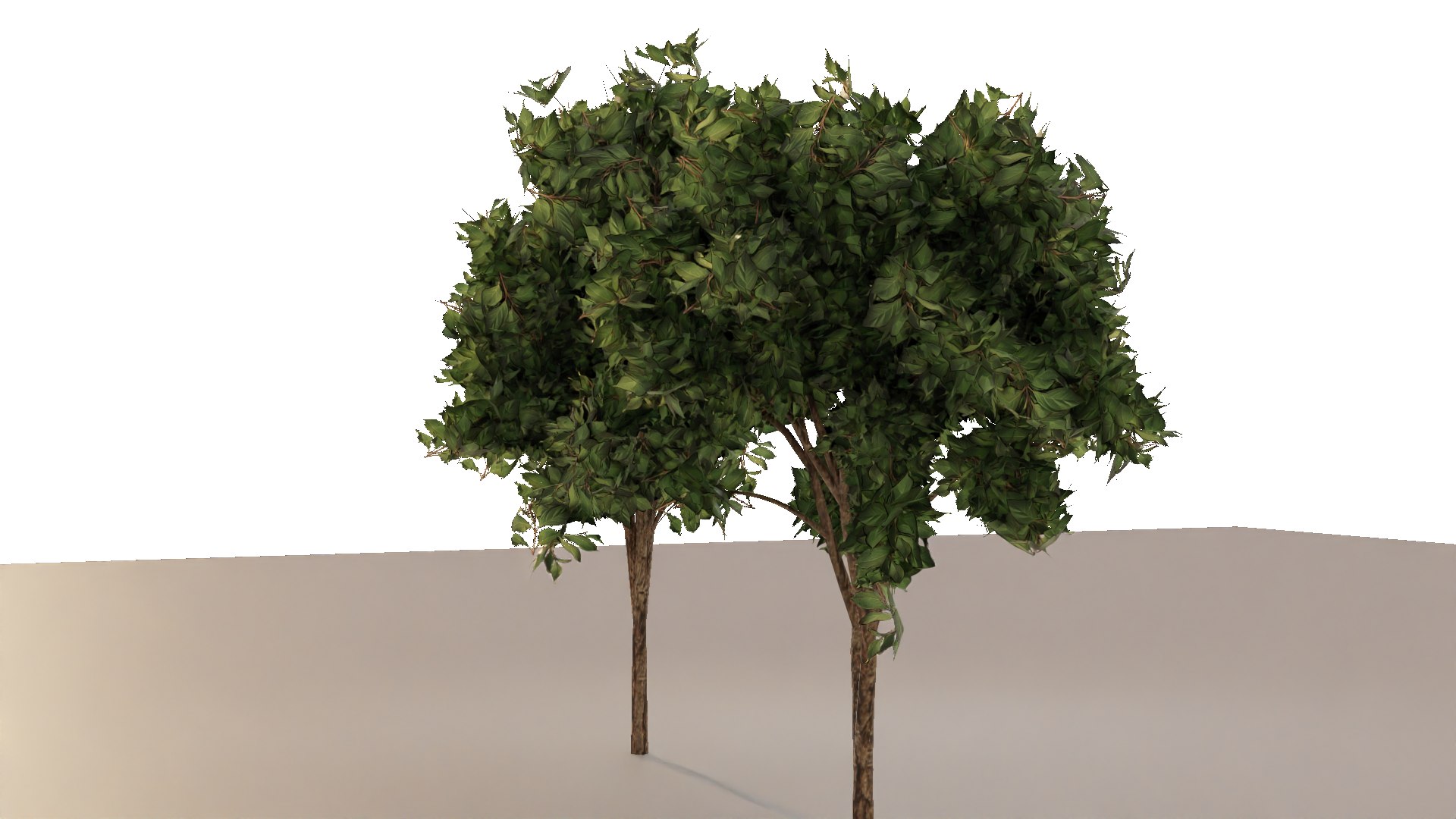 3D Trees - TurboSquid 2031048