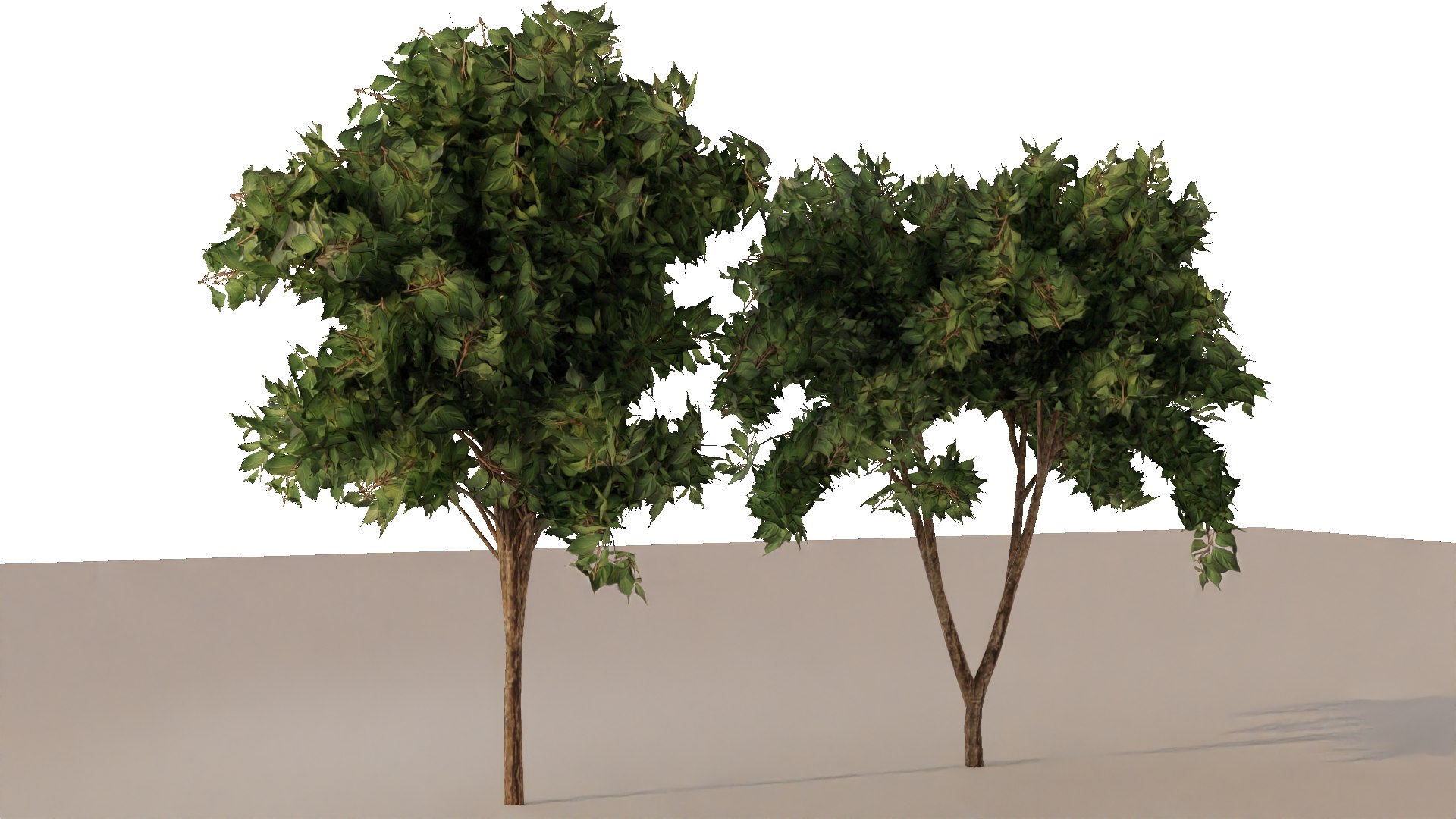 3D Trees - TurboSquid 2031048
