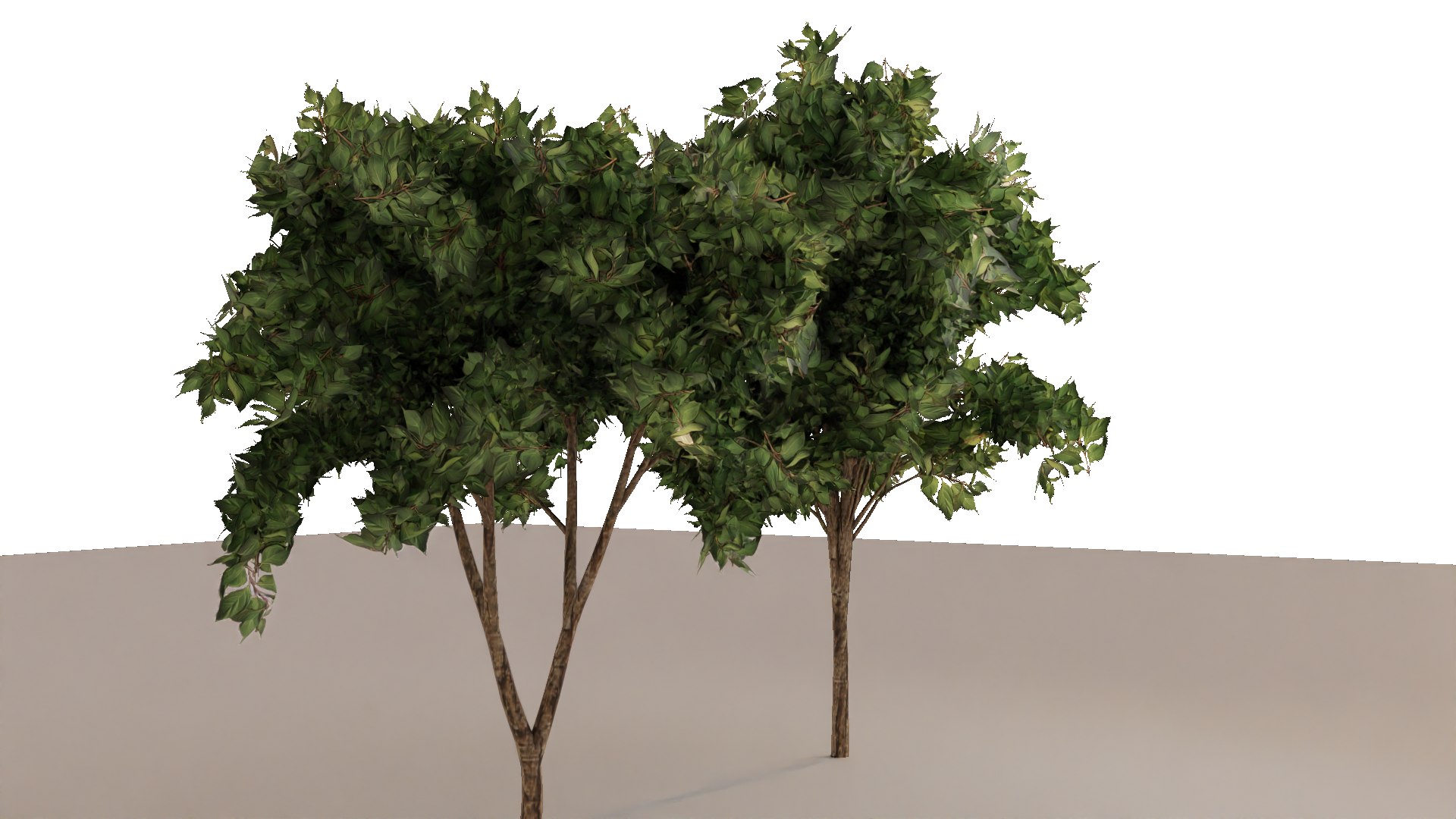 3D Trees - TurboSquid 2031048
