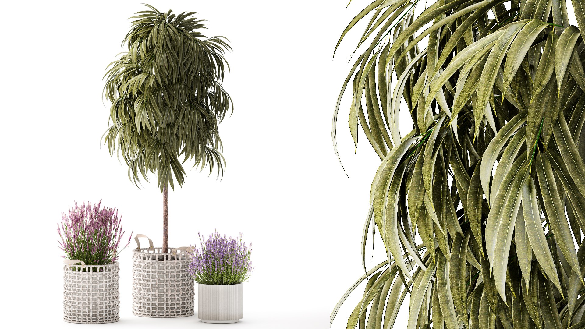 3D model Beautiful Ficus Alii lavender plants in basket and pot 1358 ...