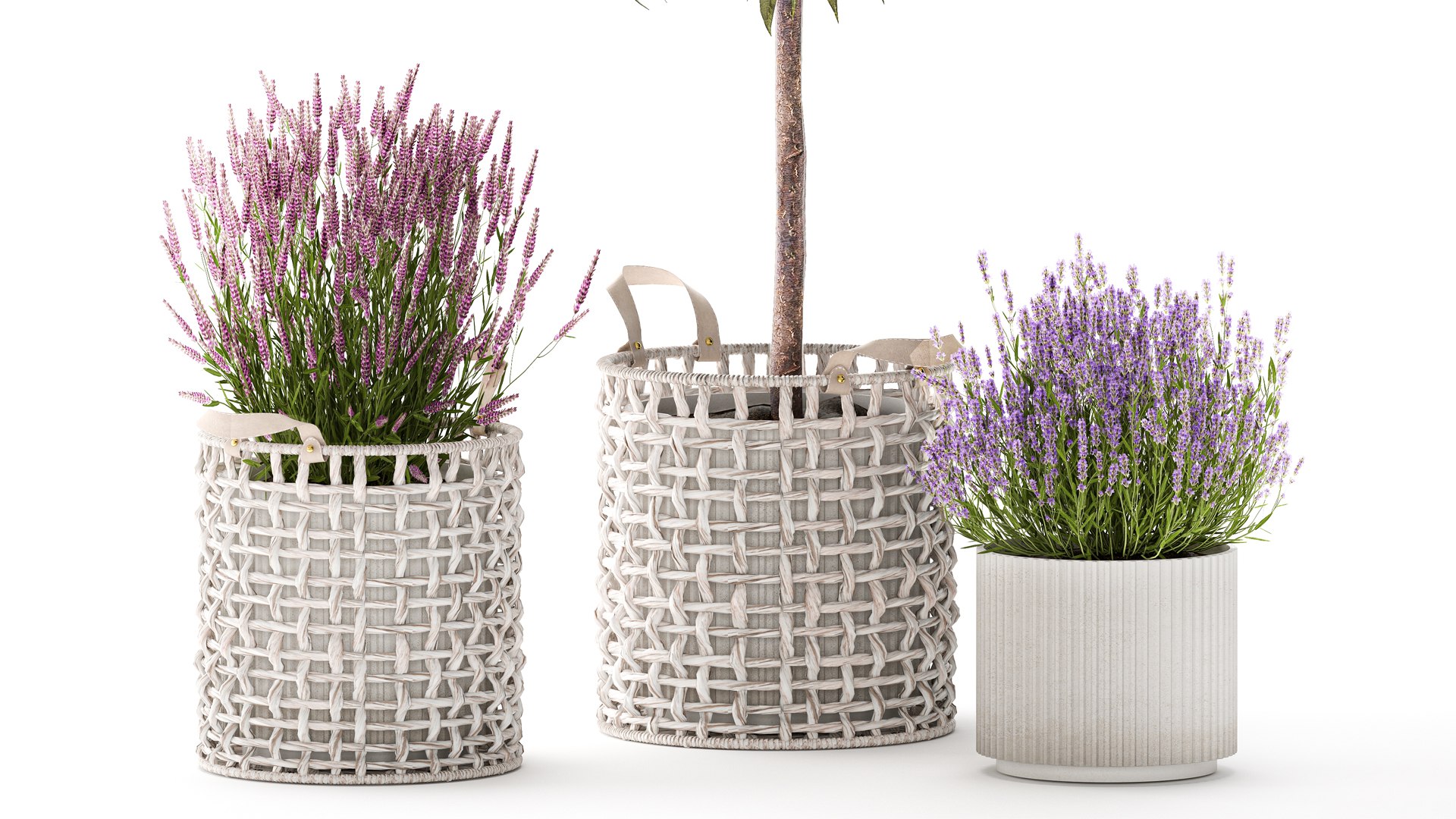 3D model Beautiful Ficus Alii lavender plants in basket and pot 1358 ...
