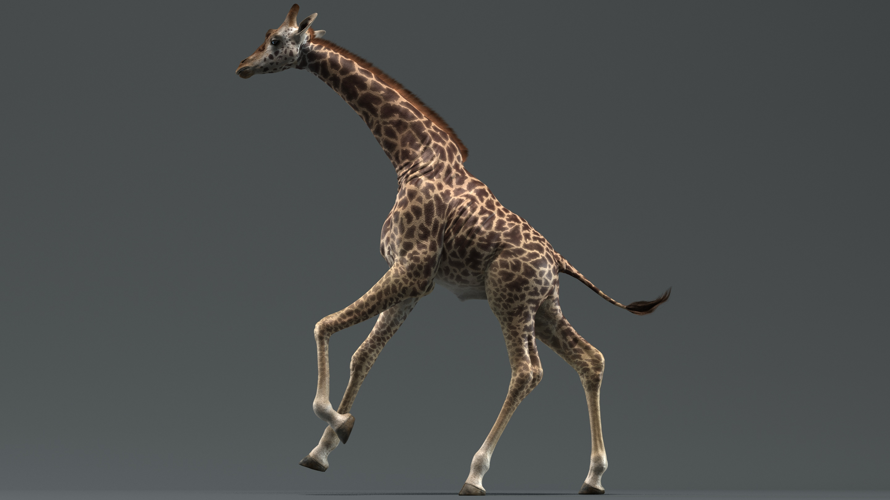 Żyrafa (animowana) (2) Model 3D - TurboSquid 1466708