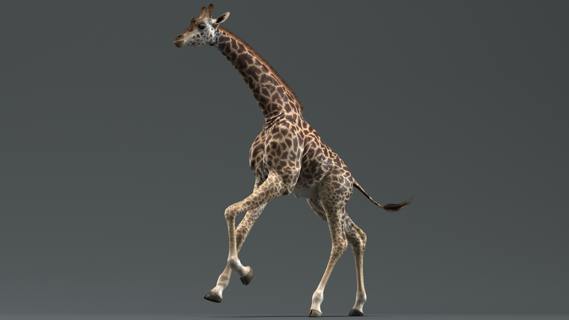 Realistic giraffe animations 2 3D model - TurboSquid 1466708
