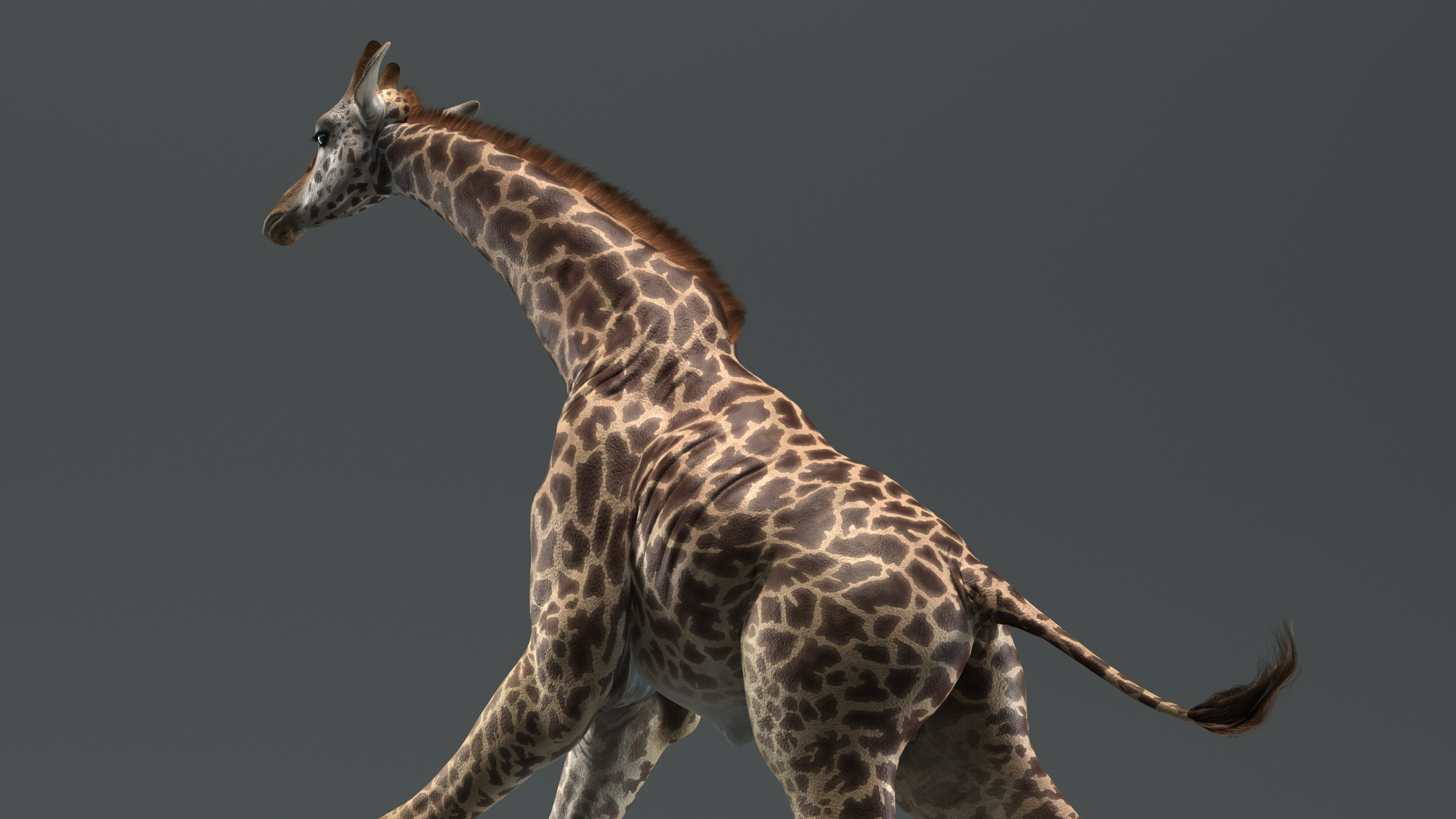 Żyrafa (animowana) (2) Model 3D - TurboSquid 1466708