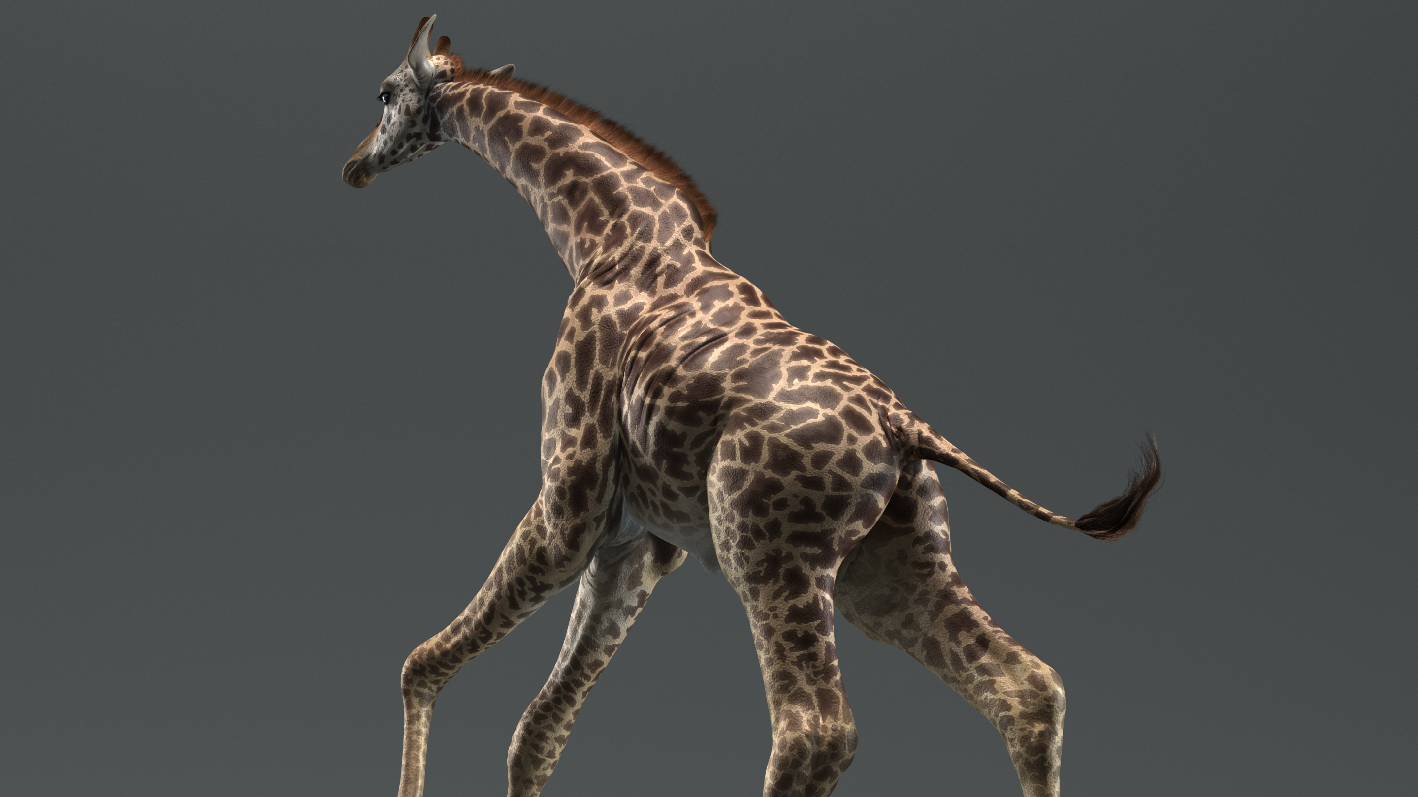 Żyrafa (animowana) (2) Model 3D - TurboSquid 1466708