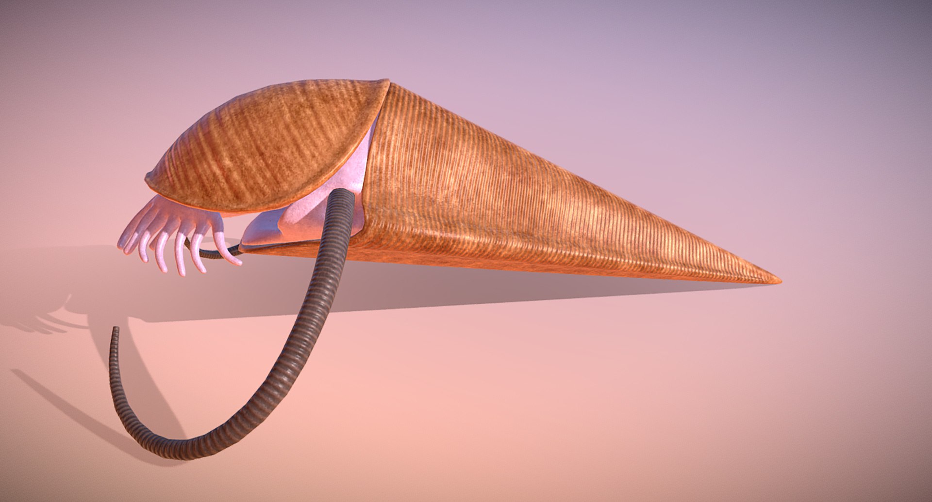 Hyolitha 3D - TurboSquid 1579794