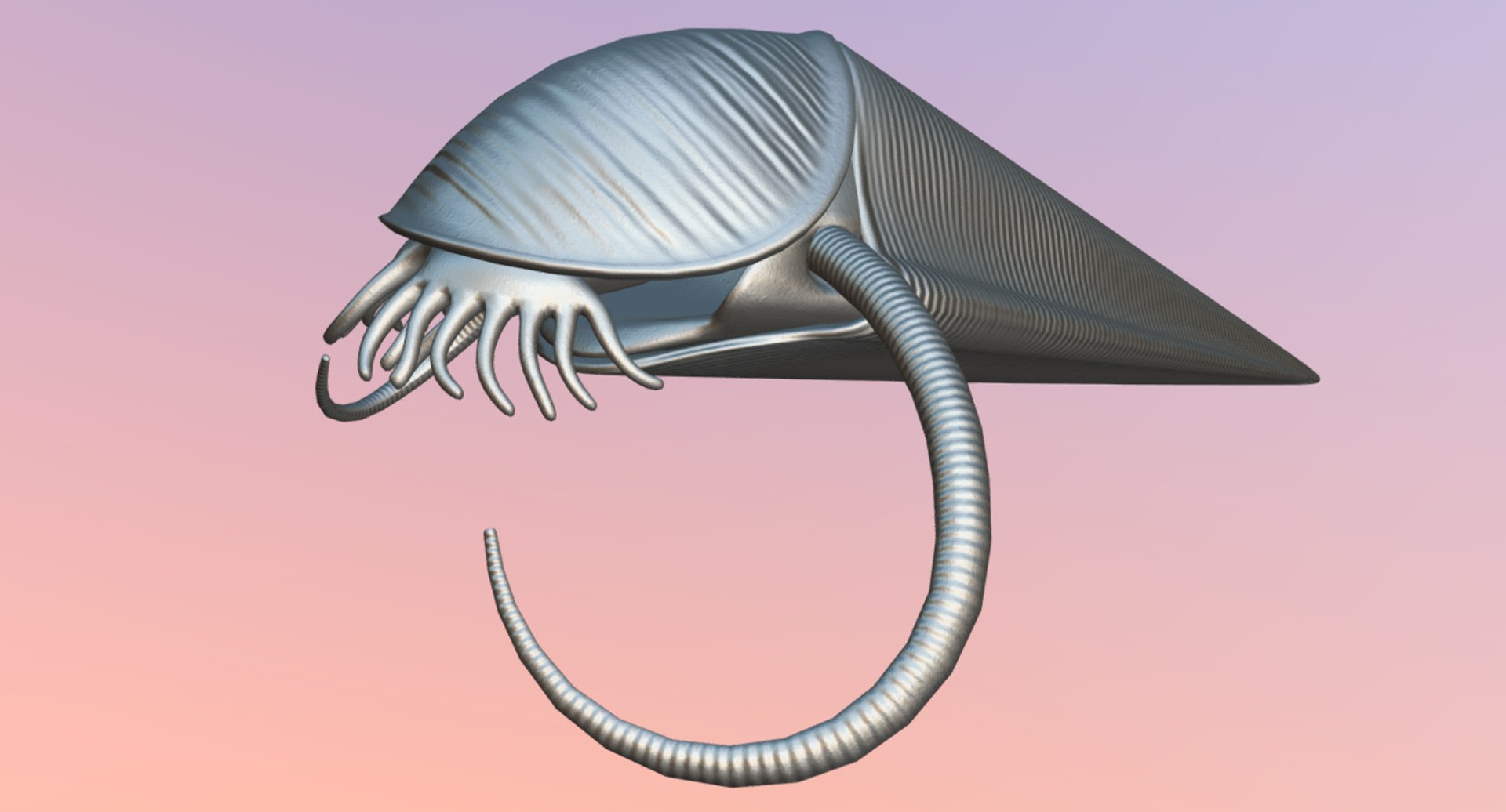 Hyolitha 3D - TurboSquid 1579794