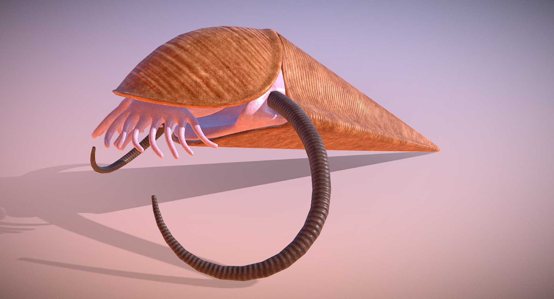 Hyolitha 3D - TurboSquid 1579794