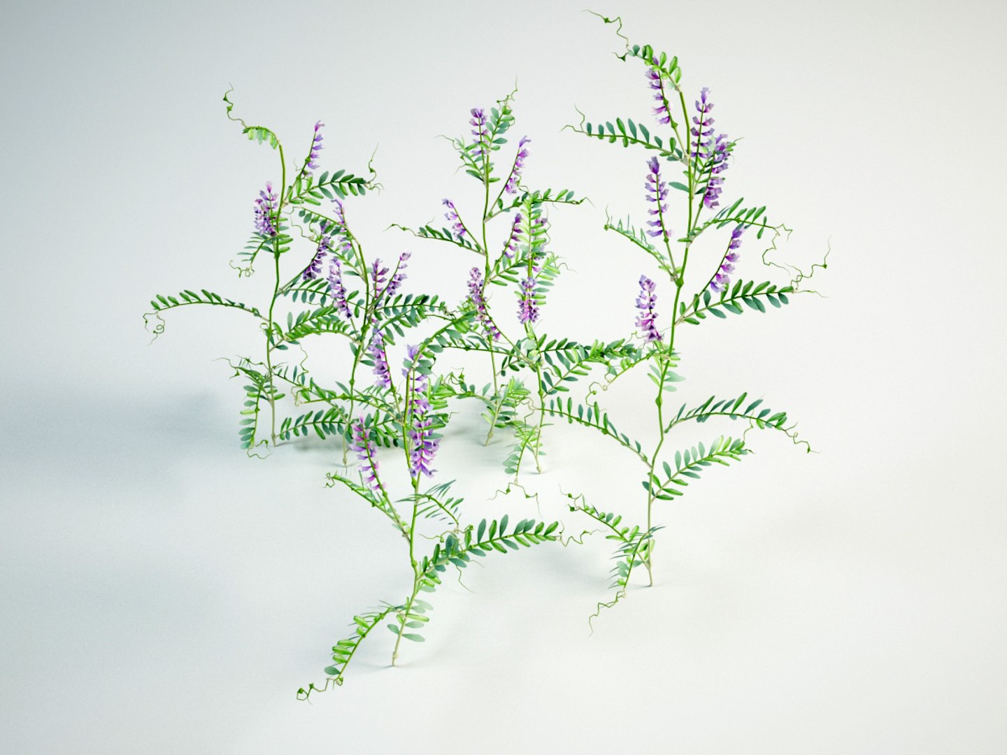3D Tufted Vetch Grass - TurboSquid 1395470