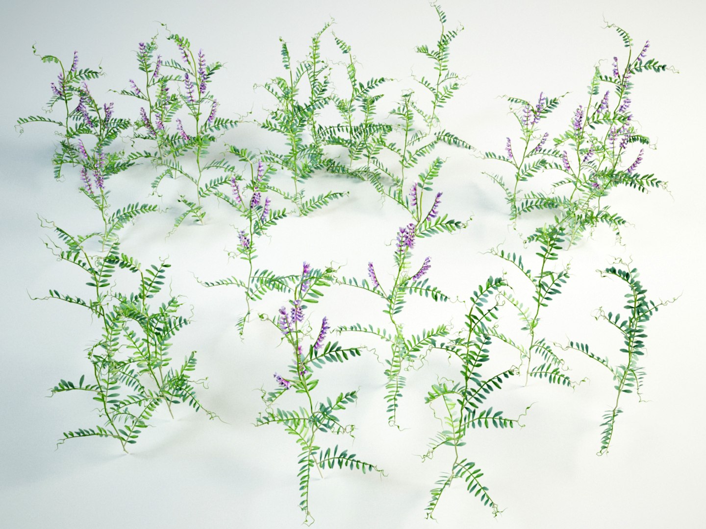 3D Tufted Vetch Grass - TurboSquid 1395470