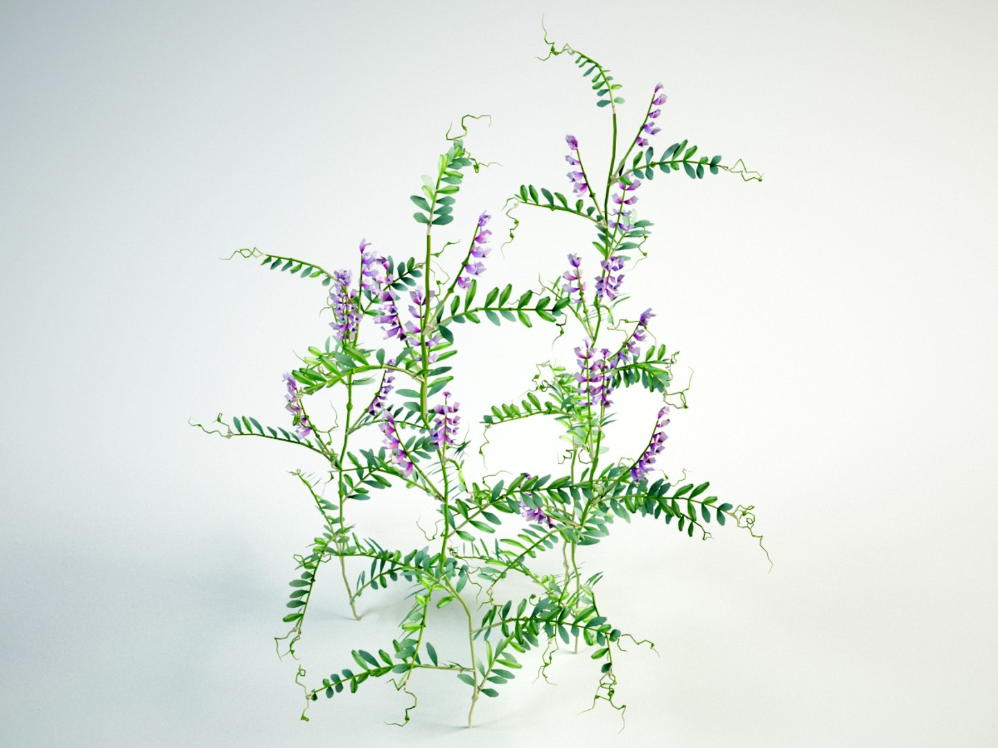 3D Tufted Vetch Grass - TurboSquid 1395470