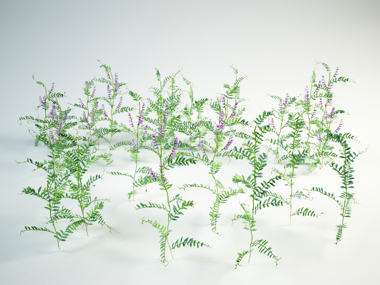 3D Tufted Vetch Grass - TurboSquid 1395470