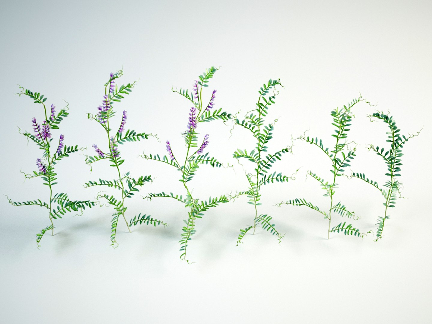 3D Tufted Vetch Grass - TurboSquid 1395470