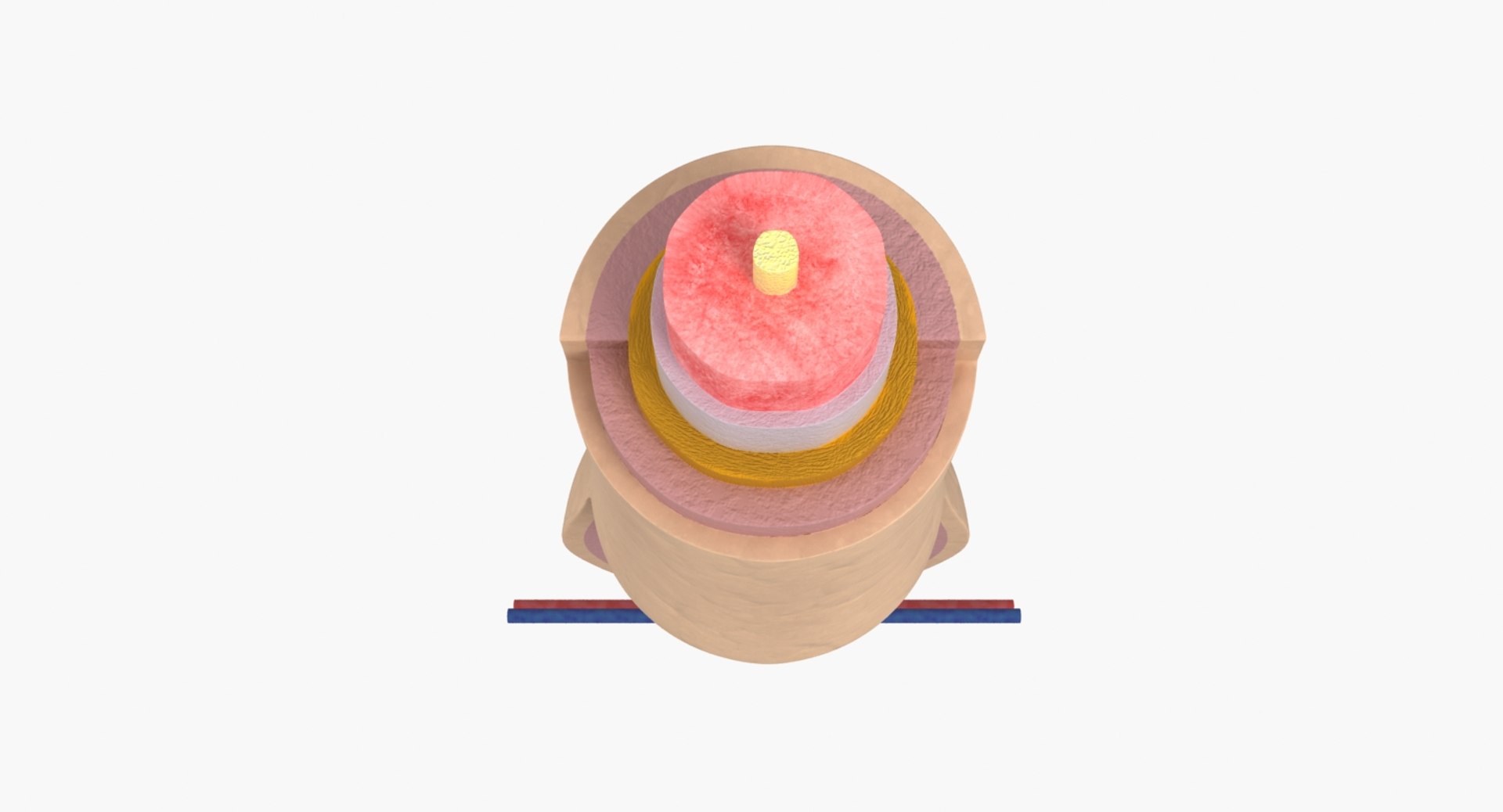 Hair Anatomy 3D Model - TurboSquid 1270898