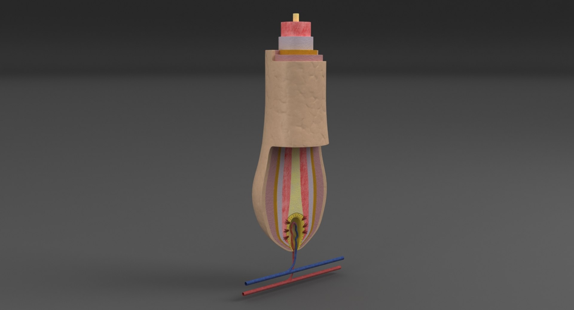 Hair Anatomy 3D Model - TurboSquid 1270898