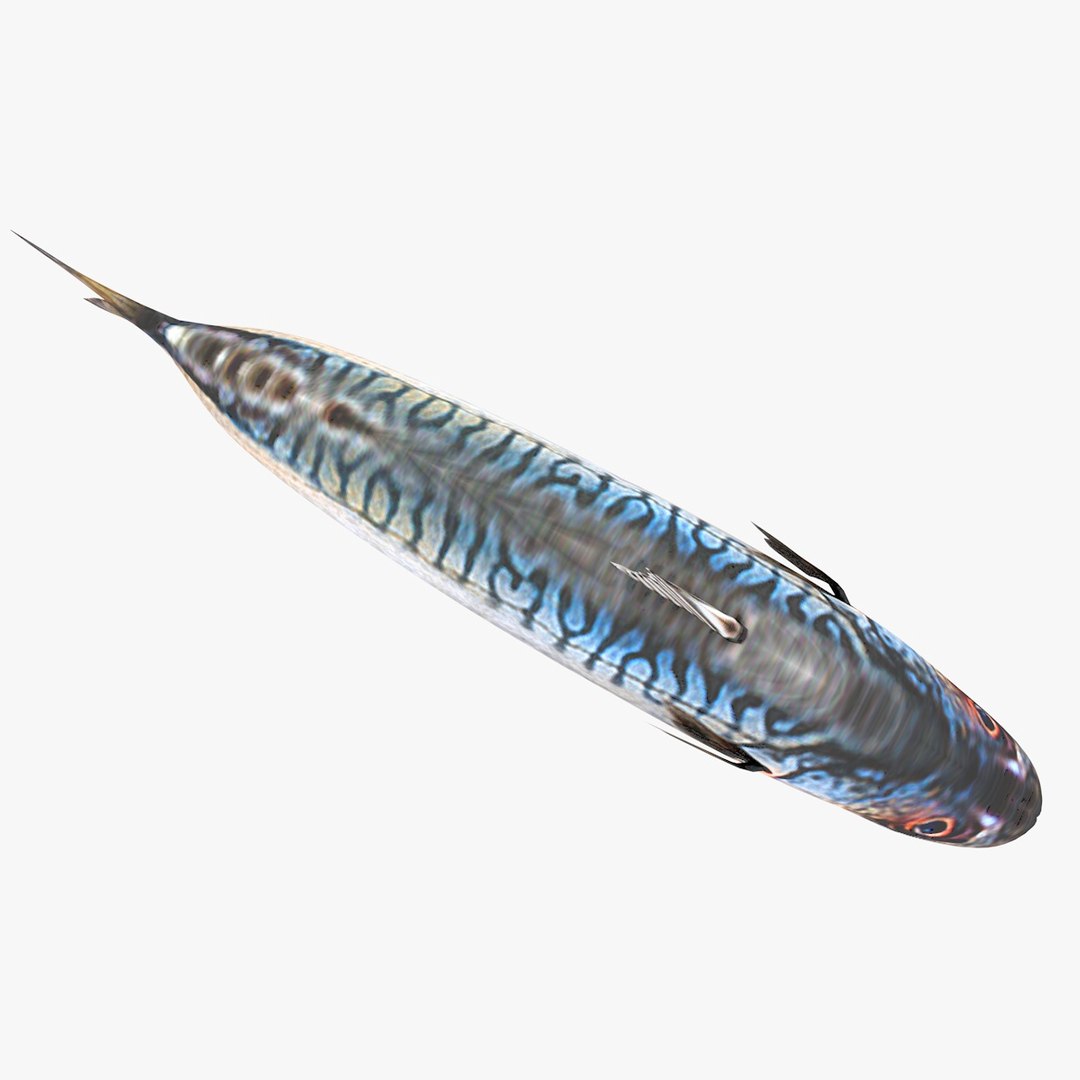 3d Mackerel Fish Model