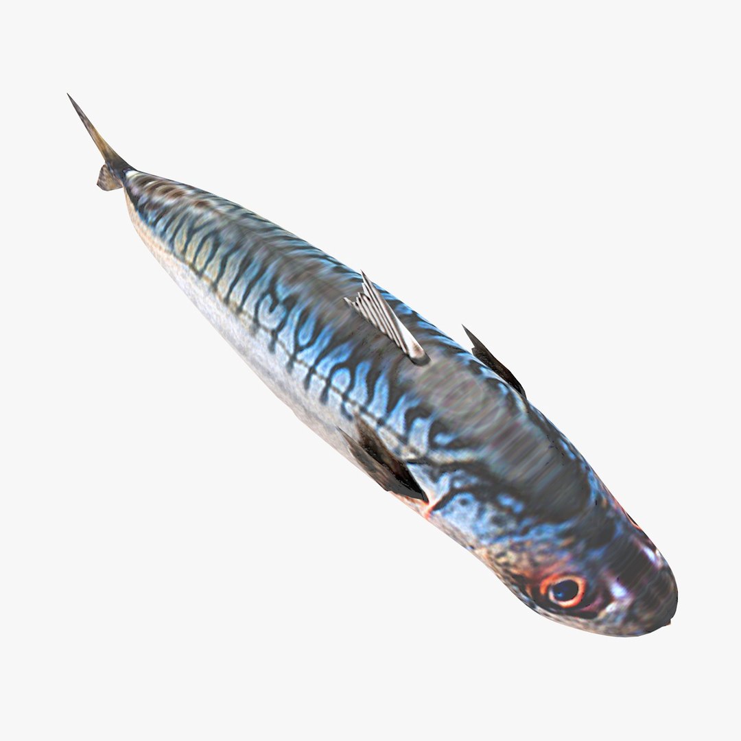 3d Mackerel Fish Model