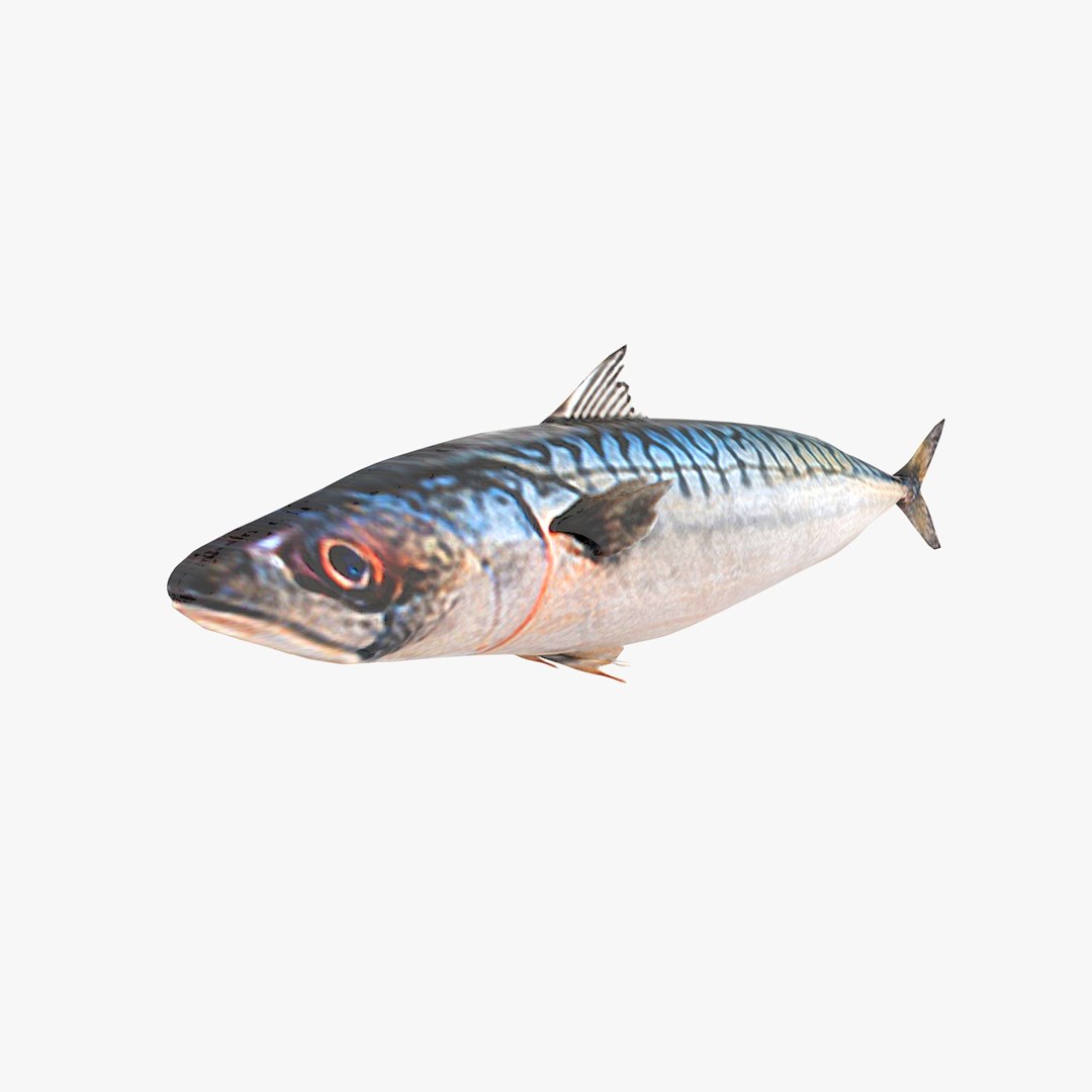 3d Mackerel Fish Model
