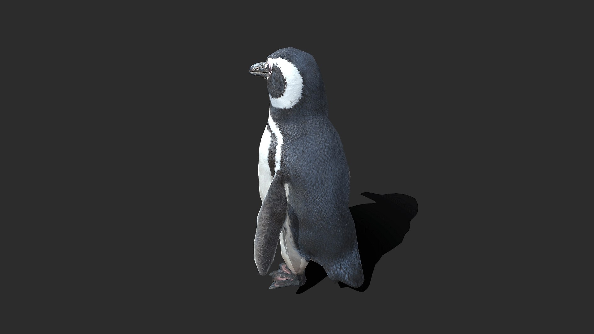 3D model magellanic penguin - TurboSquid 1688547