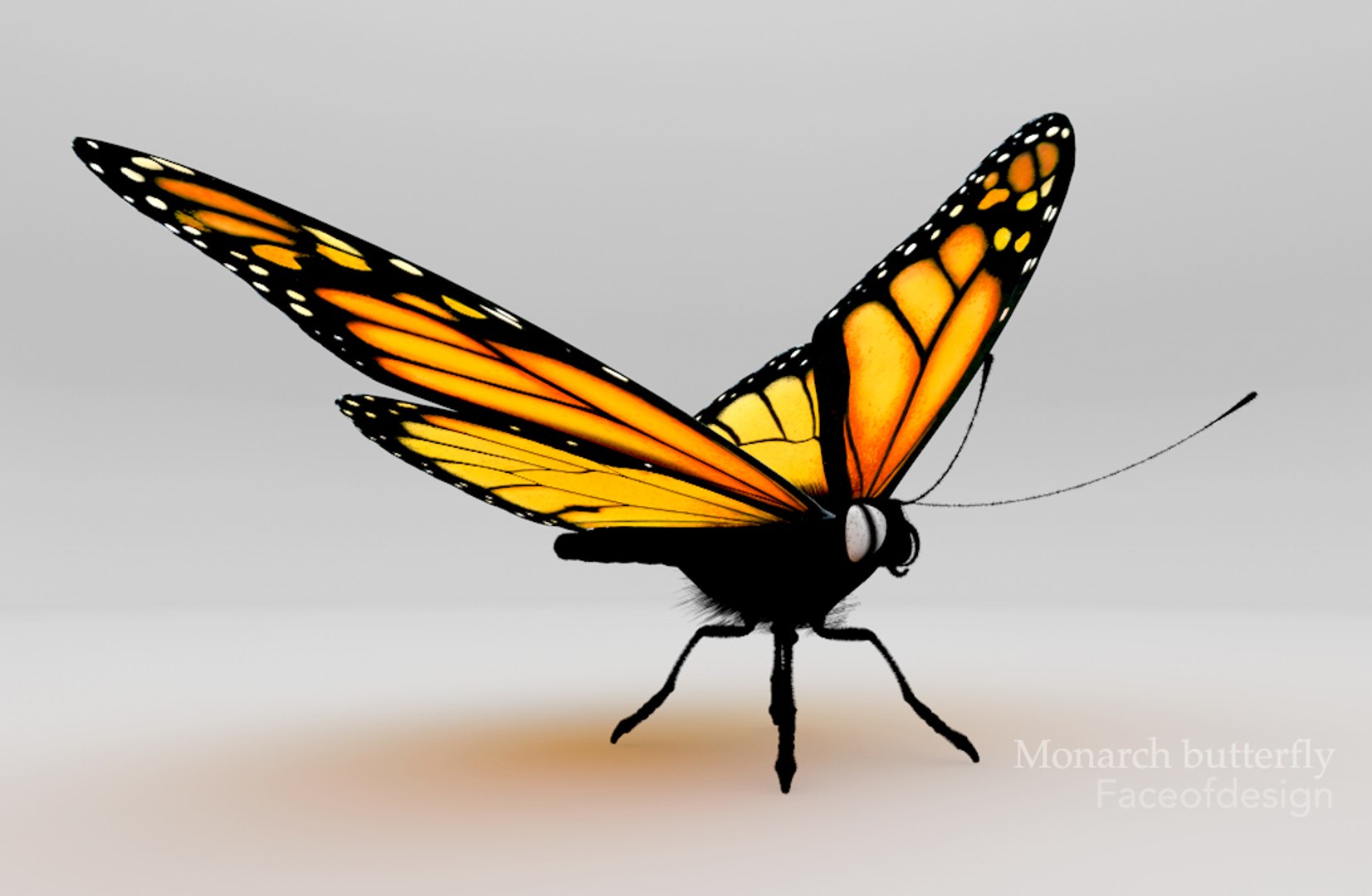 3d Model Monarch Butterfly