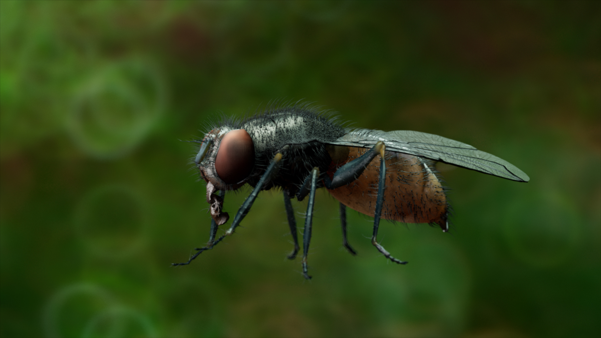 Housefly 3D Model - TurboSquid 2040860