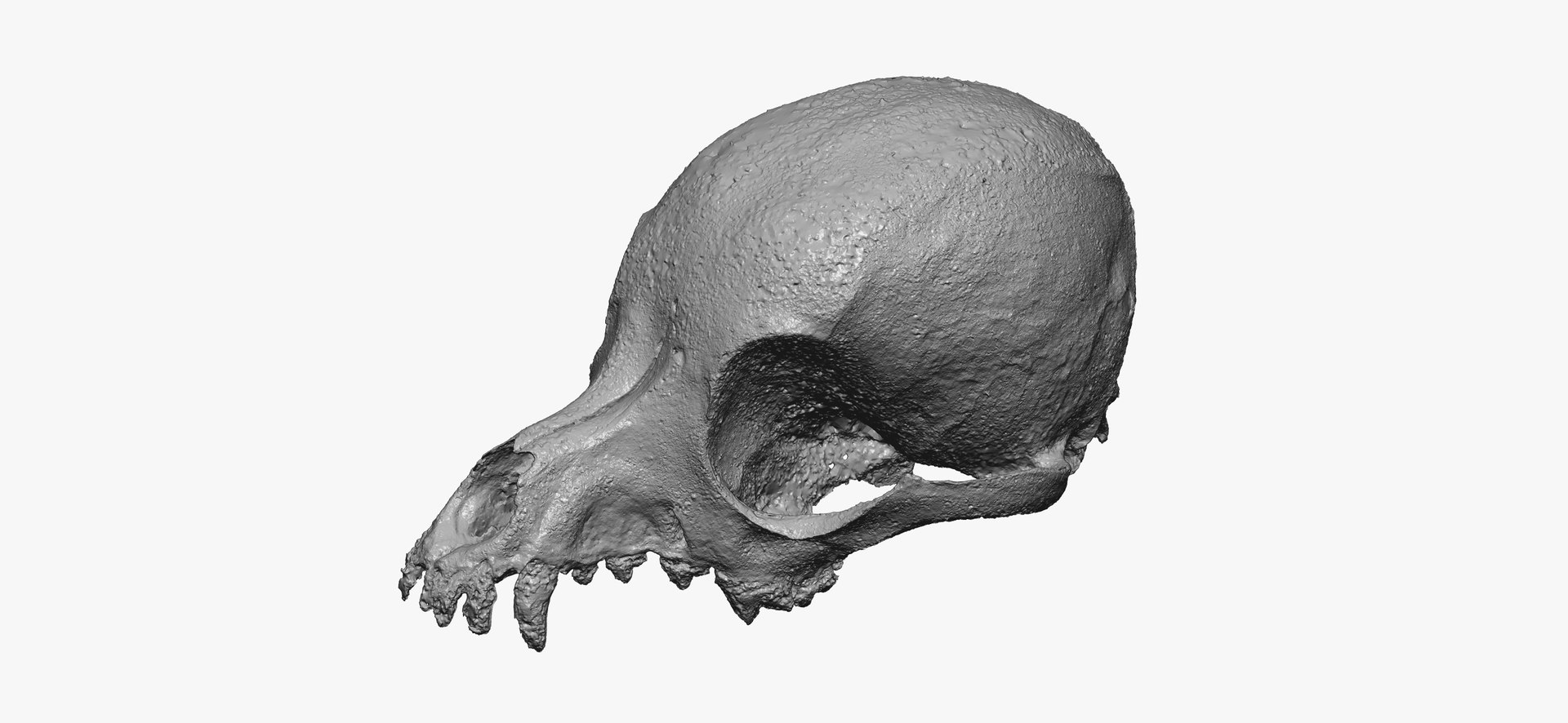 Miniature Pinscher Skull 01 Model - TurboSquid 1598734