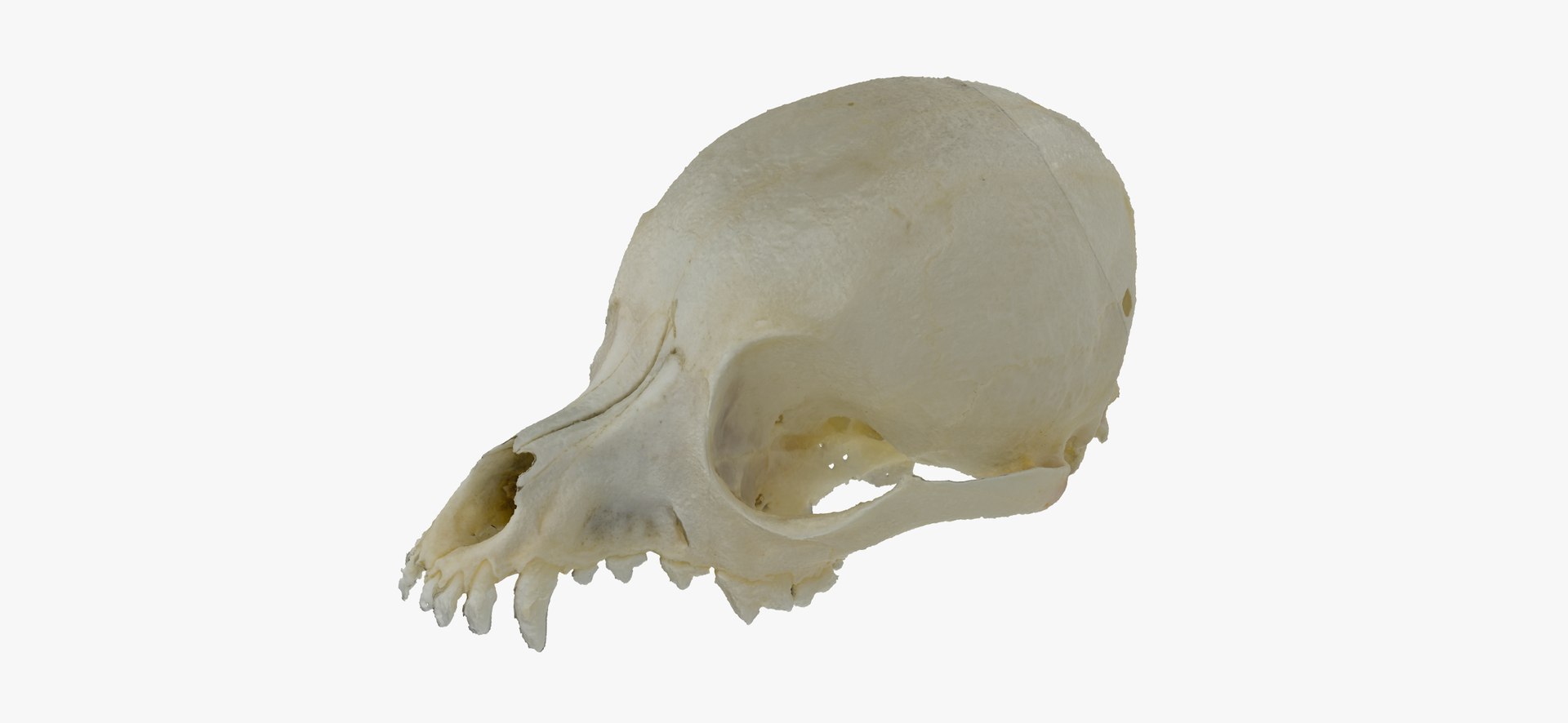 Miniature Pinscher Skull 01 Model - TurboSquid 1598734