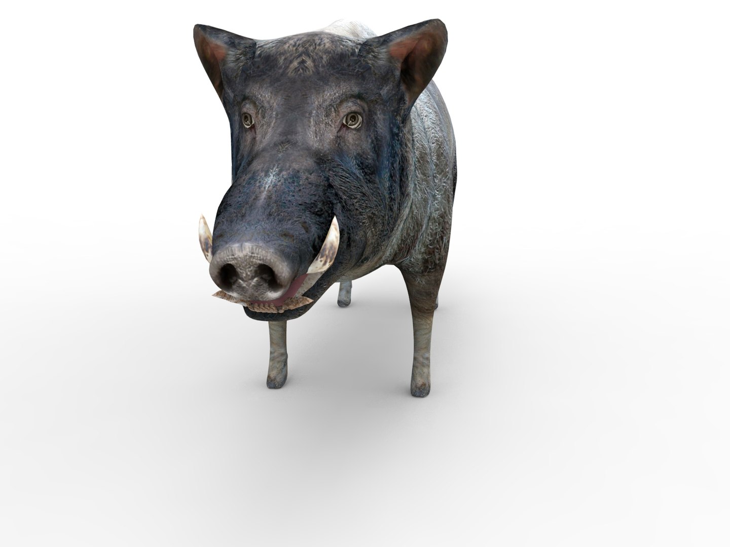 Wild Boar Model - TurboSquid 1239614