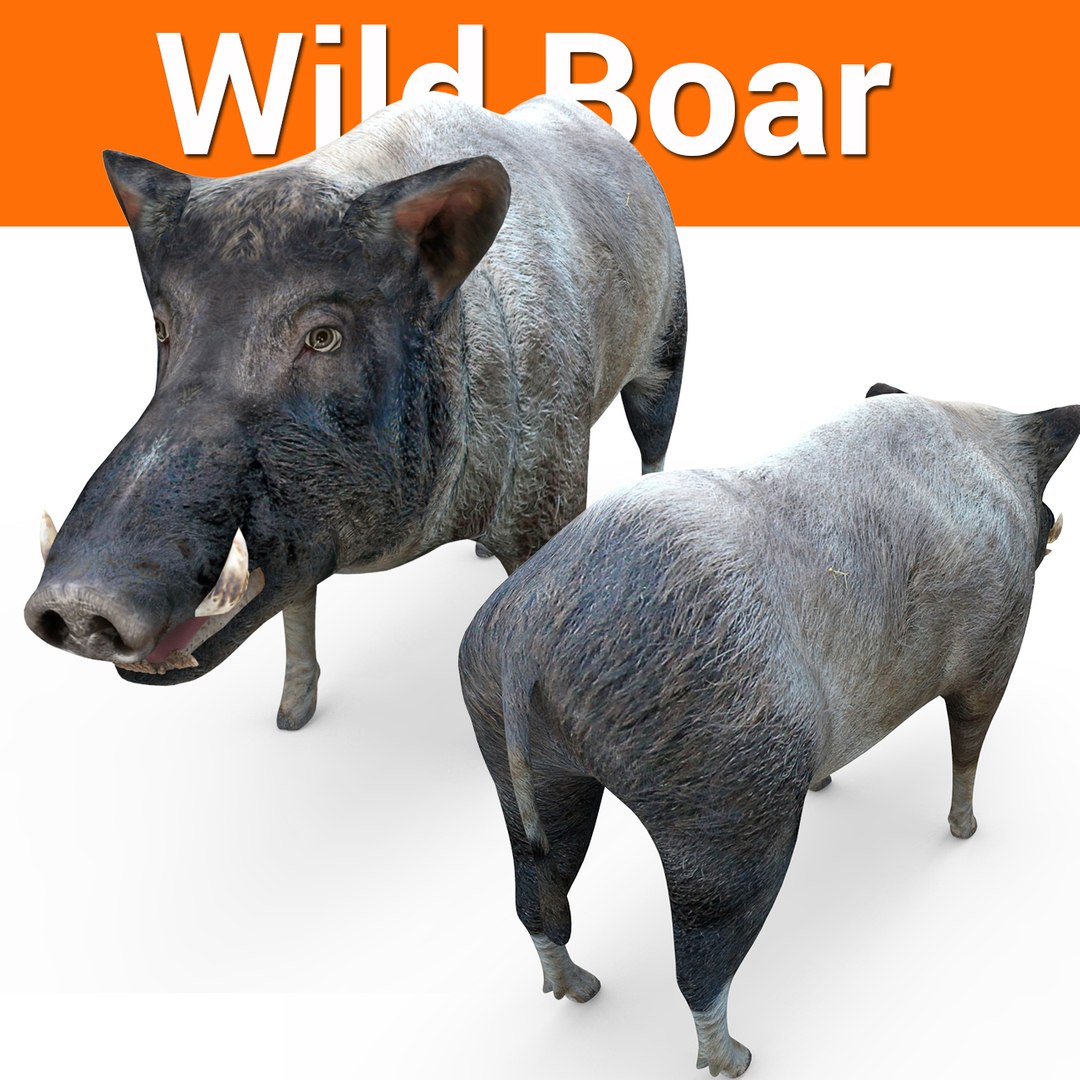 Wild boar model - TurboSquid 1239614