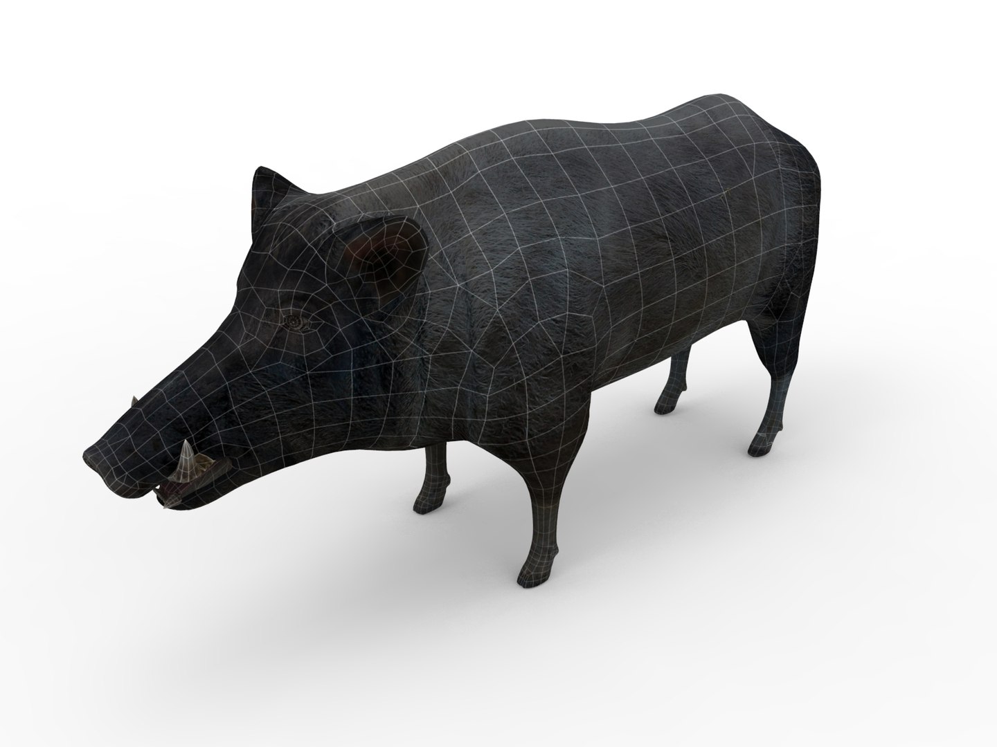 Wild Boar Model - TurboSquid 1239614
