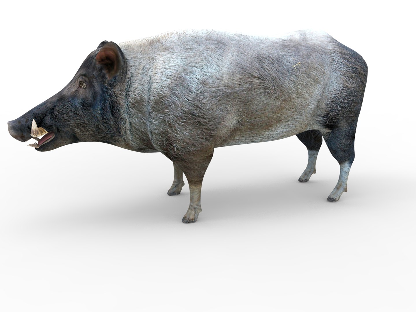 Wild Boar Model - TurboSquid 1239614