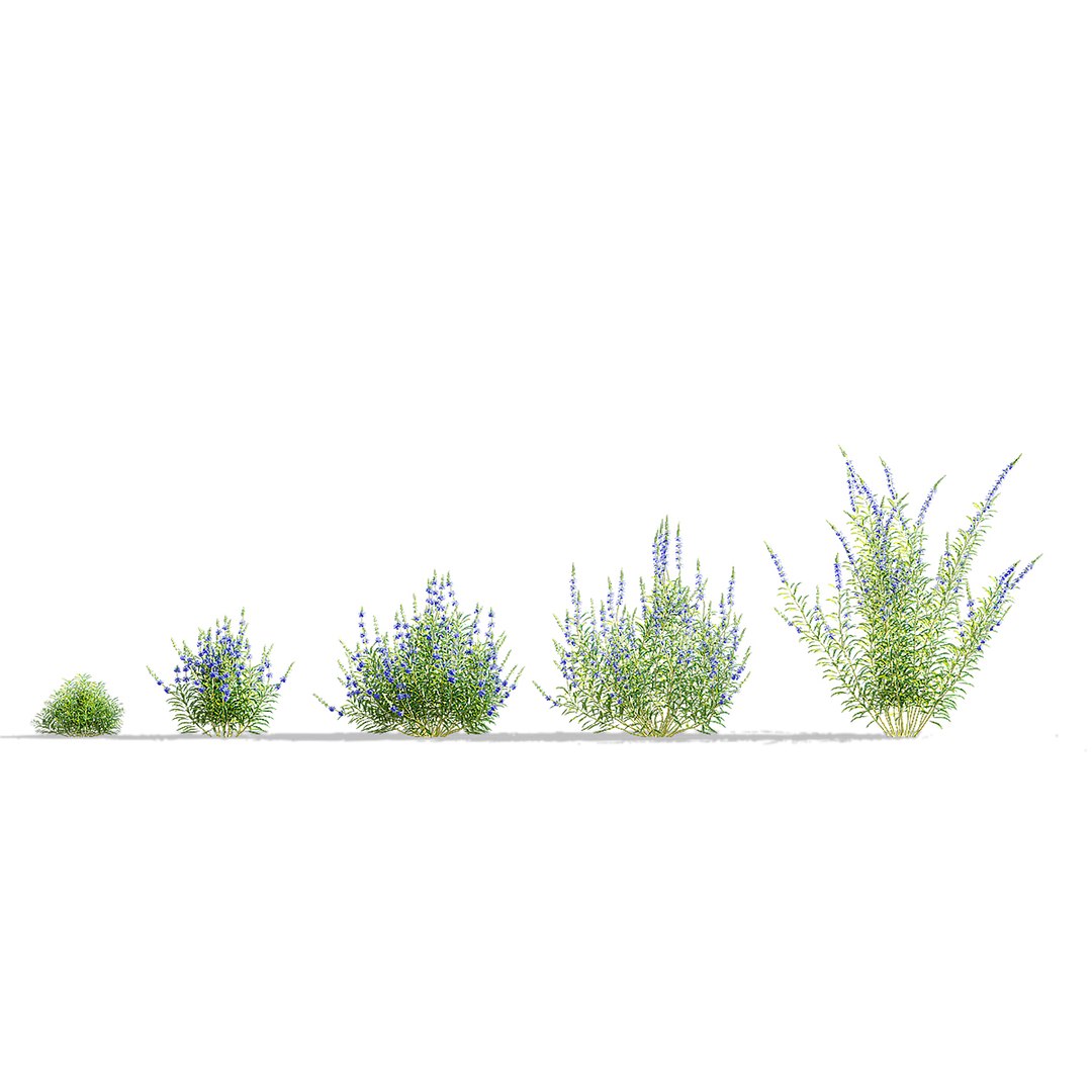 Salvia Azurea Flower 3D Model - TurboSquid 2189735