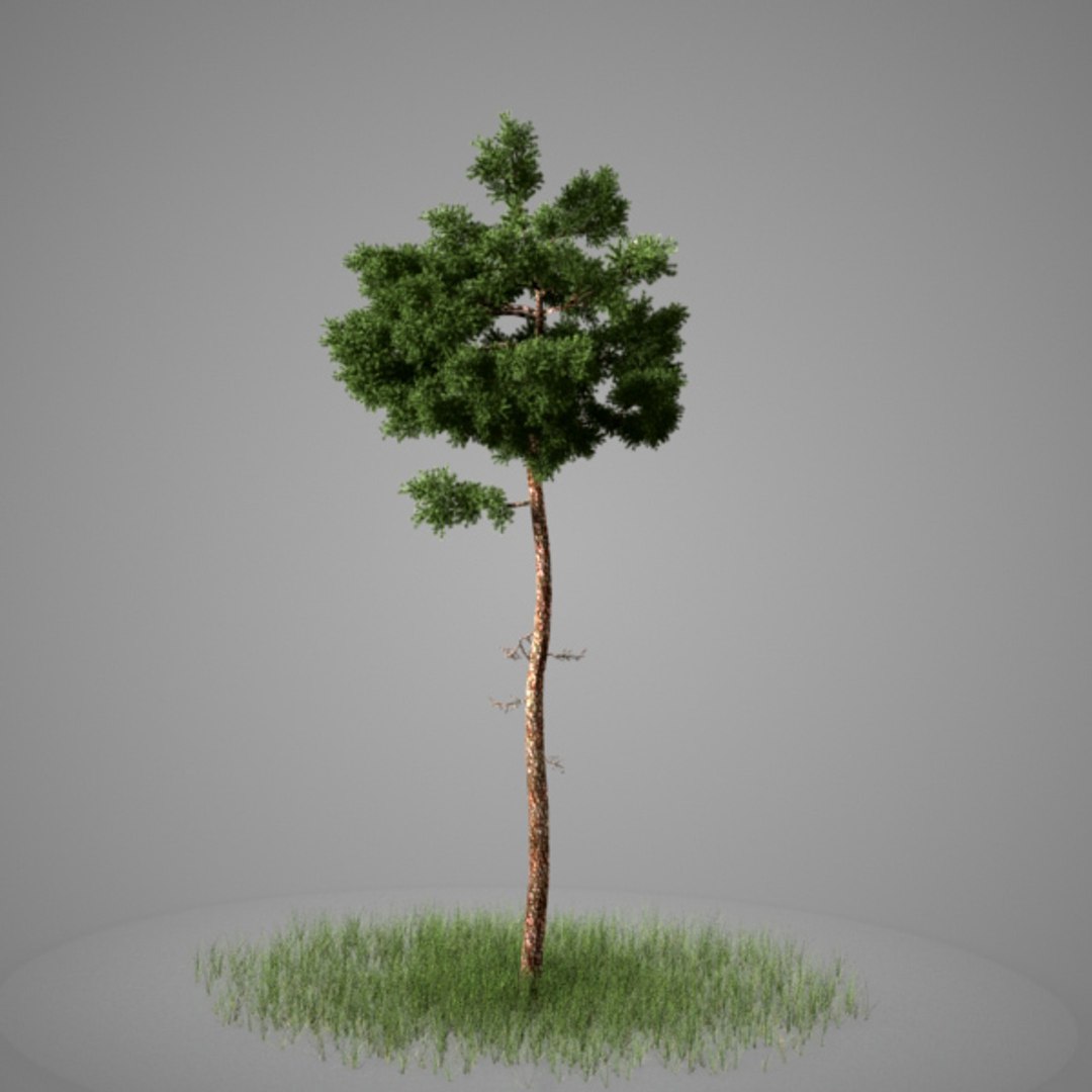 3d max conifer tree