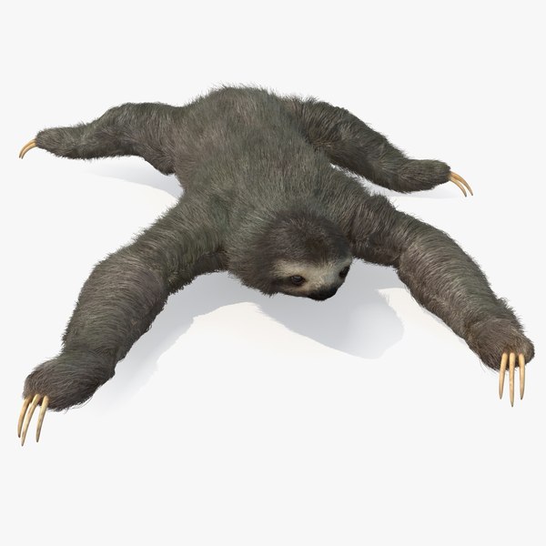 Sloth 3D Models for Download | TurboSquid