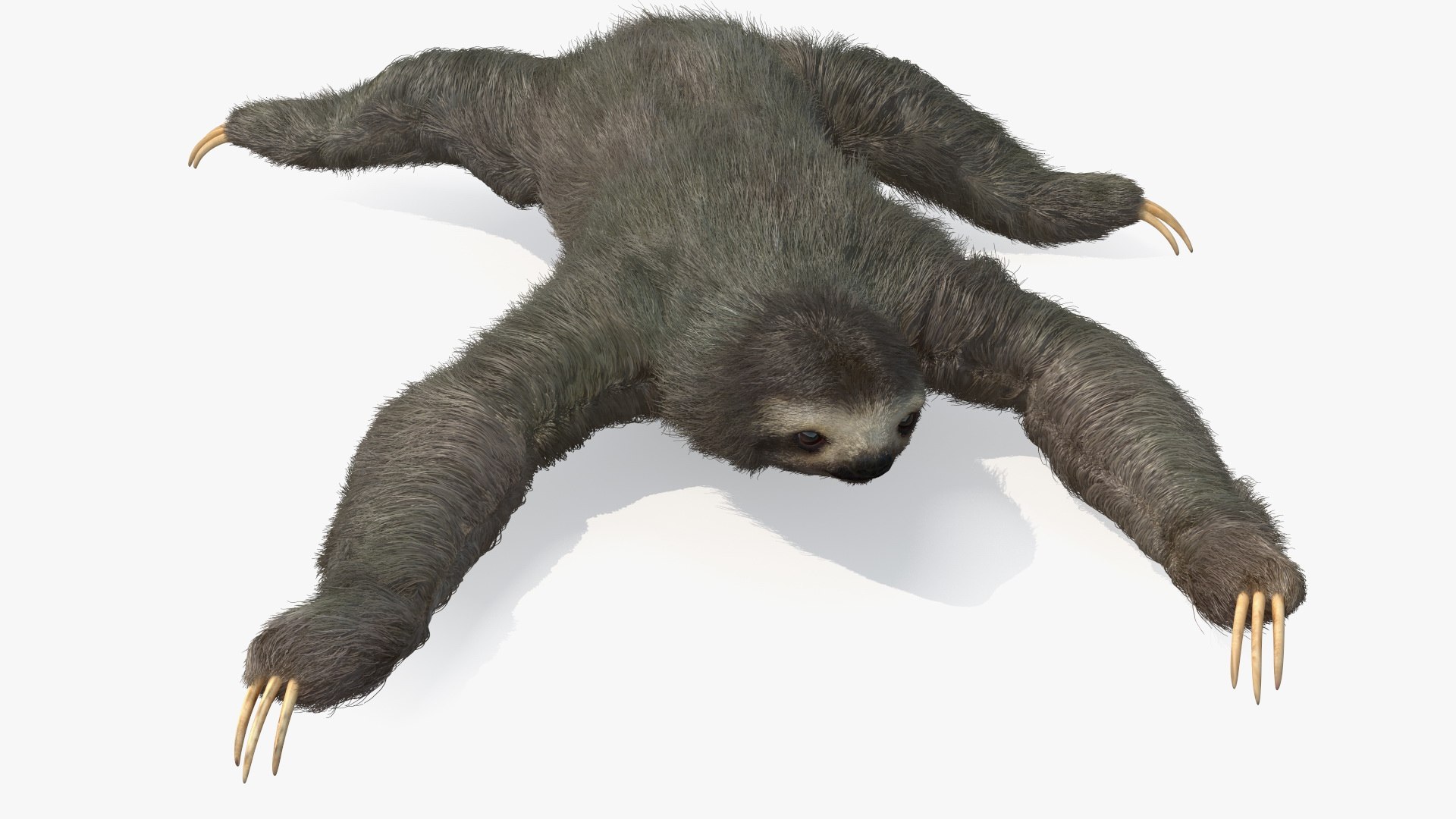 Sloth Crawls Fur 3D - TurboSquid 2178335
