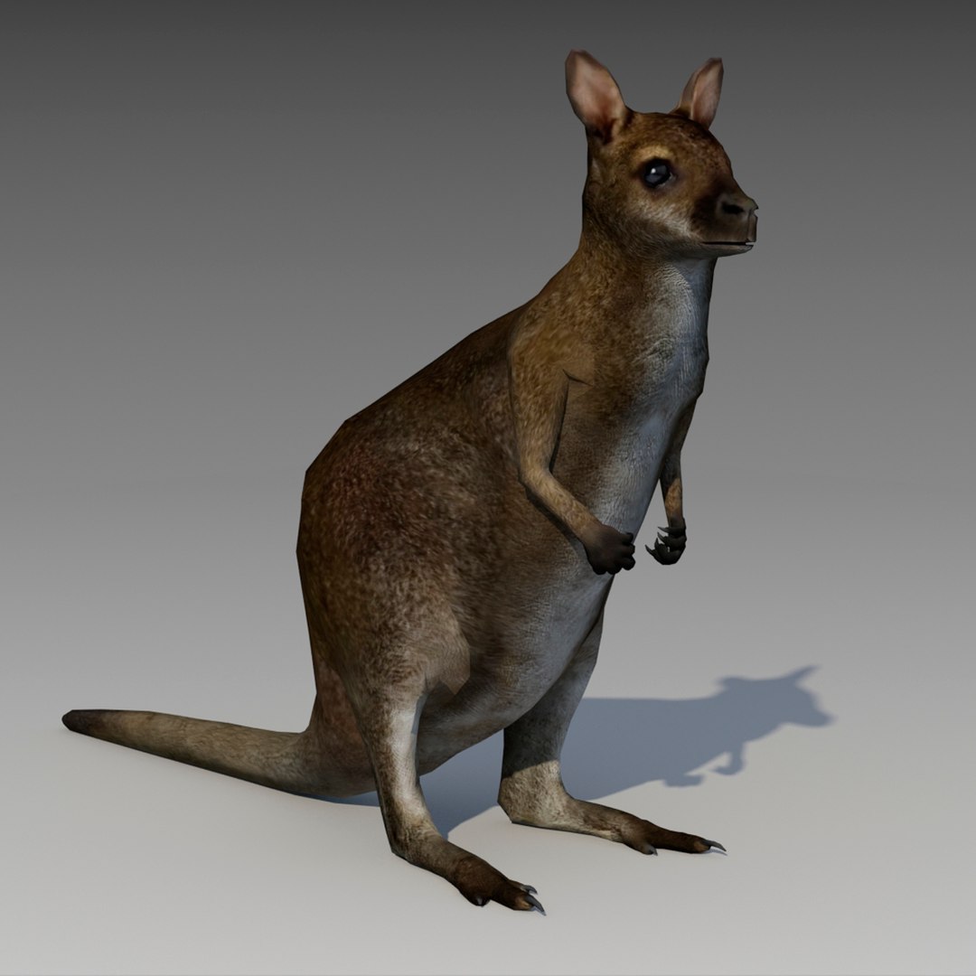 3D Wallaby - TurboSquid 1167208