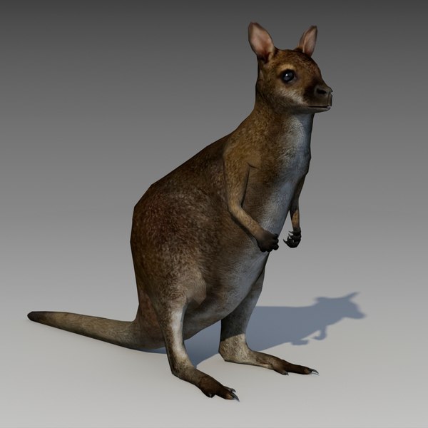 modelo 3d Wallaby - TurboSquid 1167208