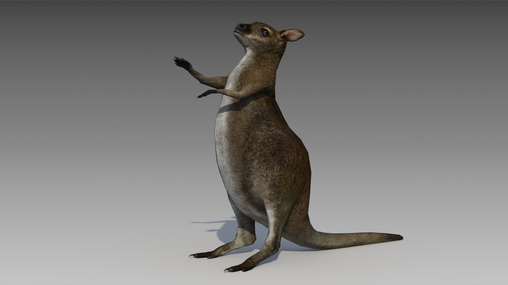 3D Wallaby - TurboSquid 1167208