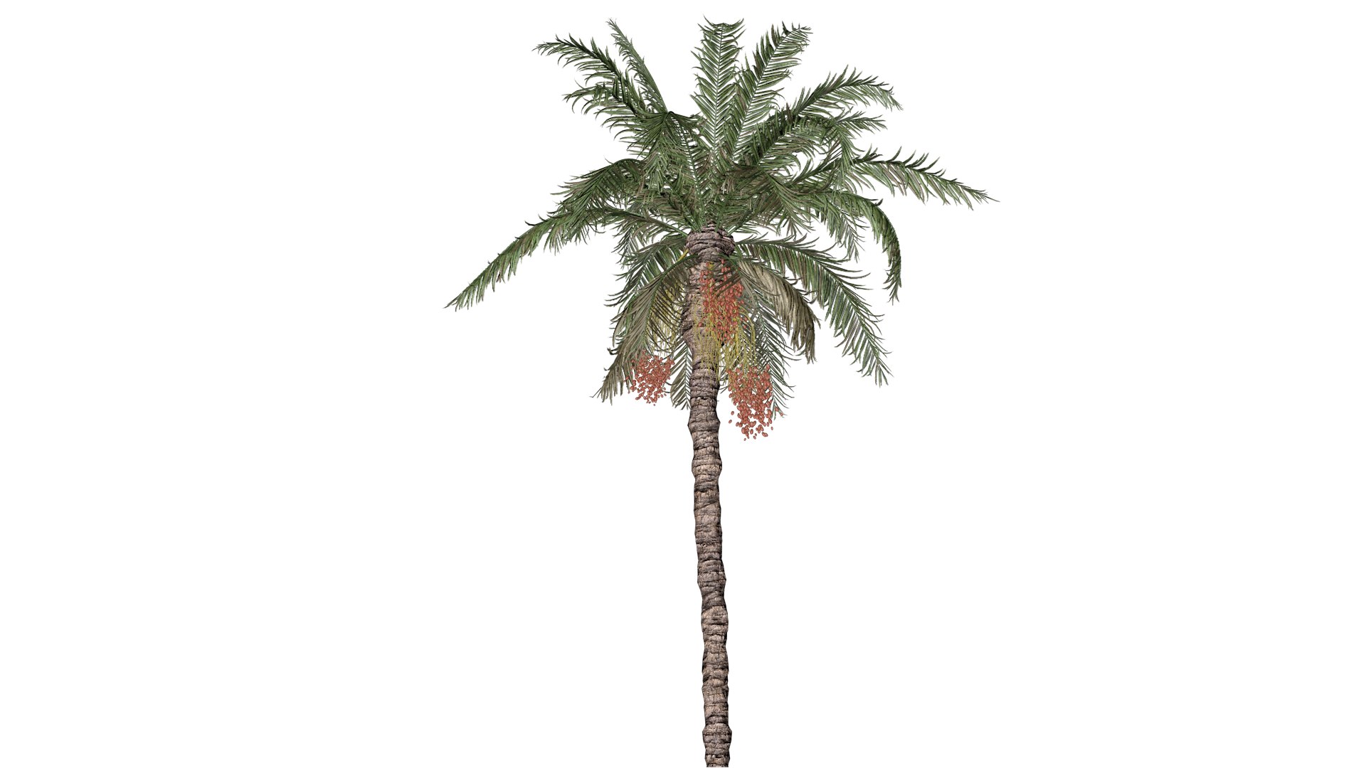 Date Palm Tree - 09 - 3D Model - TurboSquid 2371955