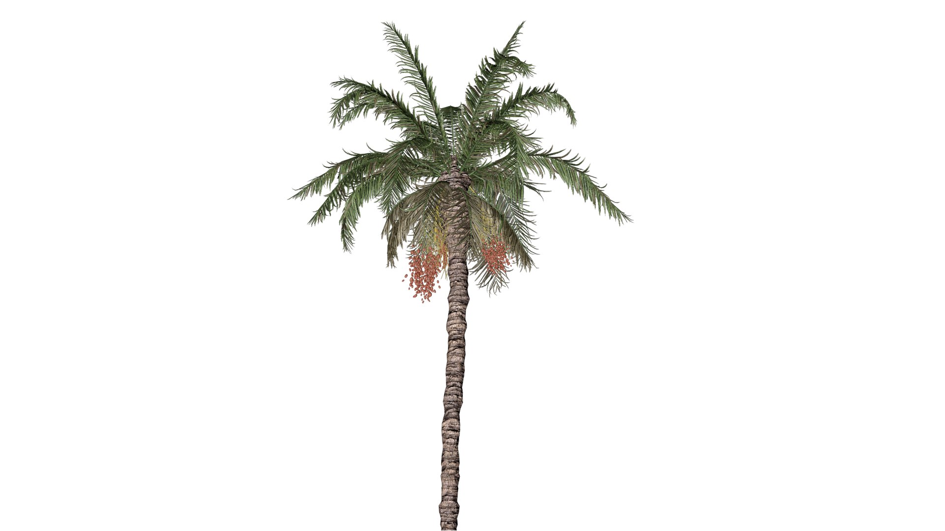 Date Palm Tree - 09 - 3D Model - TurboSquid 2371955