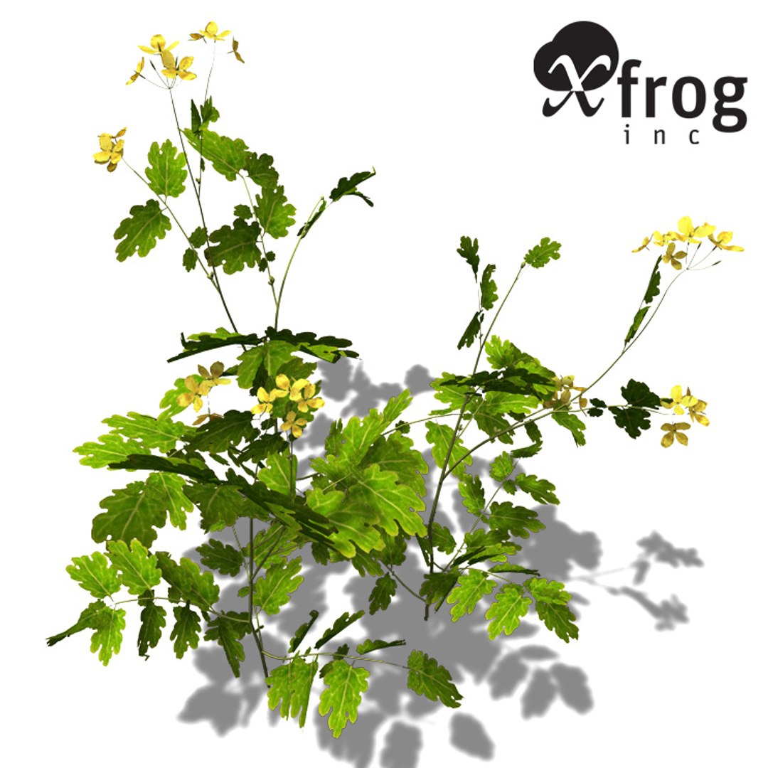 Xfrogplants Greater Celandine Plant 3d Model