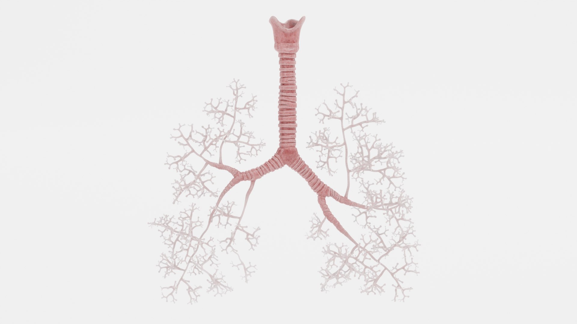 3D Trachea With Bronchi Model - TurboSquid 1839101