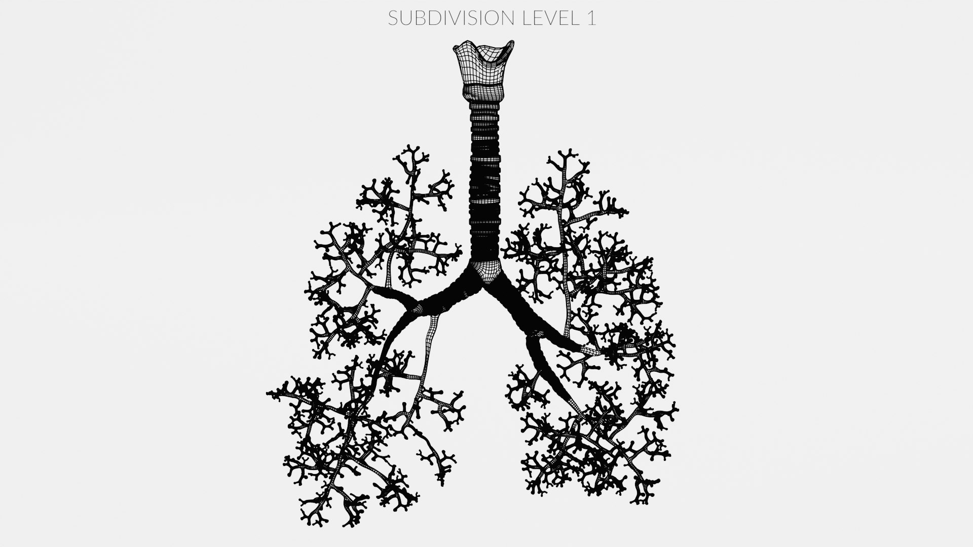 3D Trachea With Bronchi Model - TurboSquid 1839101