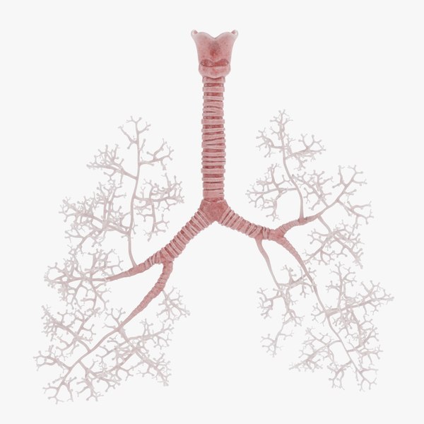 Trachea 3D Models for Download | TurboSquid